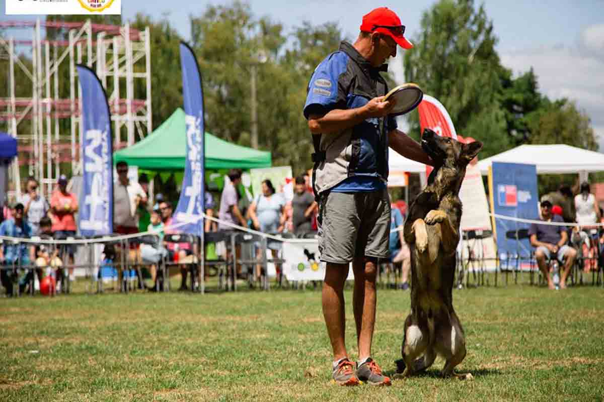 Festival de Canes vuelve este sábado con variadas categorías a Valdivia ...