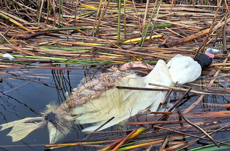 Encuentran cisnes de cuello negro muertos en Santuario del Río Cruces ...